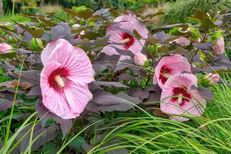 How To Grow And Care For Hardy Hibiscus Flowers