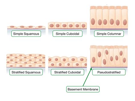 Epithelial Tissue Diagram Quizlet