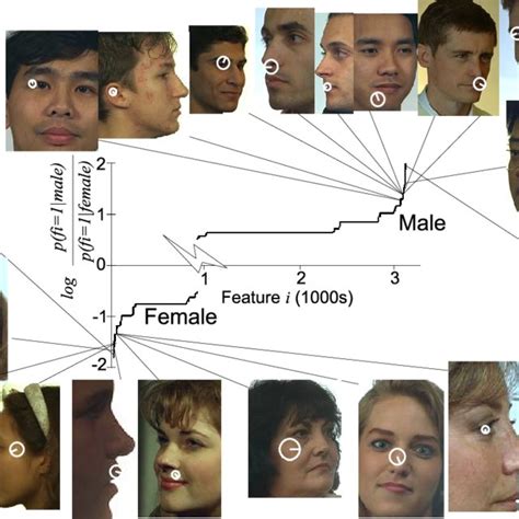 Visual Cues Indicative Of Face Sex In The Form Of Scale Invariant