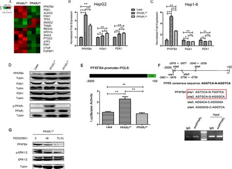 Pfkfb4 Is A Target Gene Of Pparγ Gene Expression Data From Hepg2 Cells