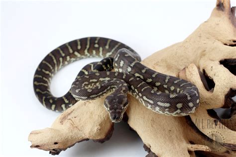 bredl s python