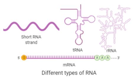 Types Of Rna And Function