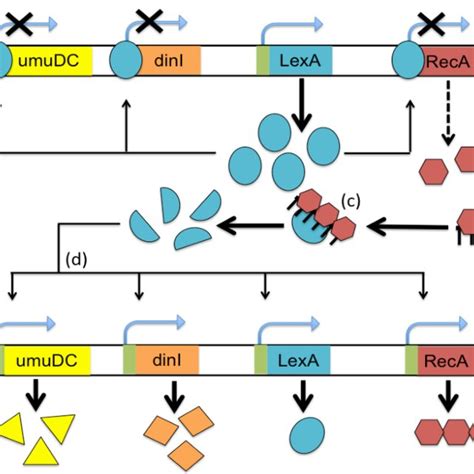 Alternative Splicing Events In Sex Determination Pathway In Drosophila