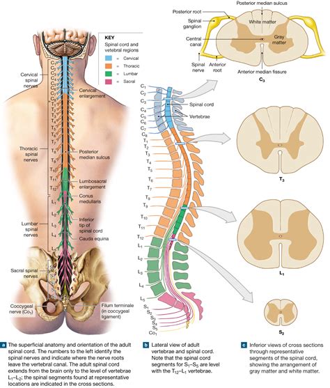 13 2 The Spinal Cord Is Surrounded By Three Meninges And Has Spinal