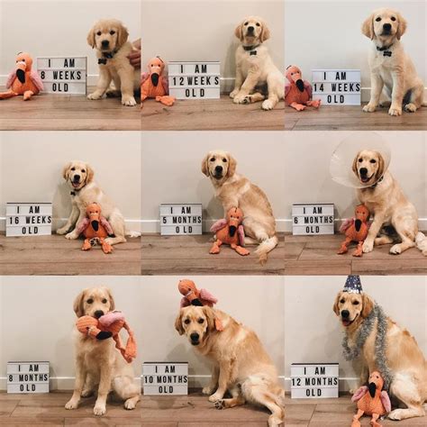 Paxton The Golden On Instagram “ Transformationtuesday Summing Up My