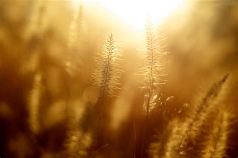 Free Images Tree Nature Branch Light Cloud Plant Sky Sun