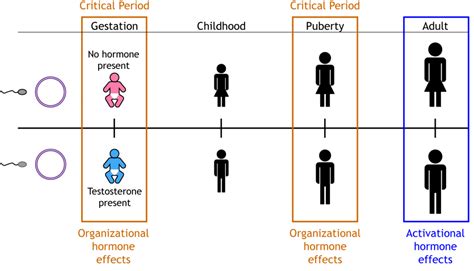 6 4 Sexual Differentiation Medicine Libretexts