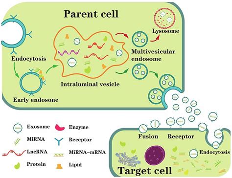 Frontiers Exosomal Noncoding Rnas In Central Nervous System Diseases