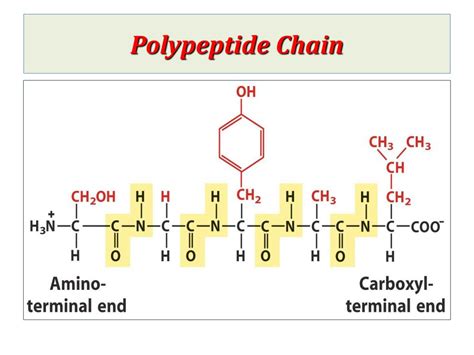 Ppt Introduction To Amino Acids Of Medical Importance Powerpoint