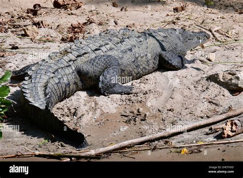 American Crocodile Spitzkrokodil Crocodylus Acutus Amerikai Krokodil