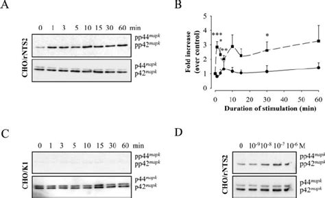 Neurotensin Activation Of Erk1 2 In Rnts2 Transfected Cho Cells
