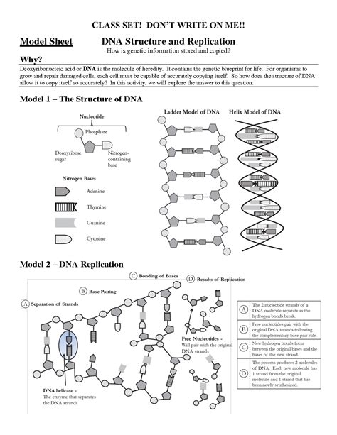 Dna Structure And Replication Worksheet