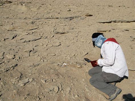 2 New Species Of Massive Sauropod Dinosaurs Found In China A 1st For