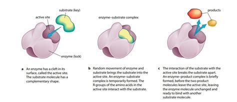 Enzyme And Their Substrates Mode Of Action Plantlet