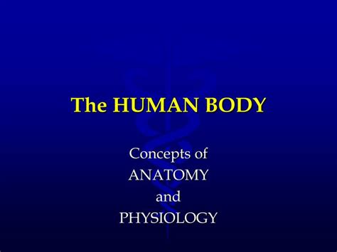 Ppt The Human Body Powerpoint Presentation Free Download Id 3333790