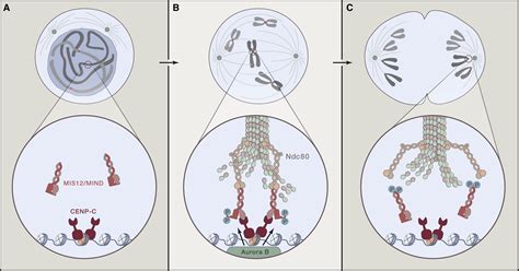 Mis12 Mind Control At The Kinetochore Cell