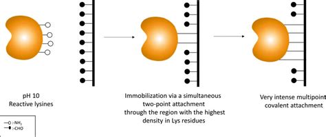 Multipoint Covalent Immobilization Between Lys Residues Of Enzymes And