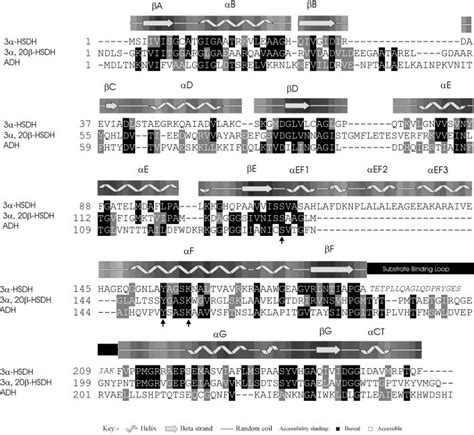 three dimensional structure based sequence alignment of c testosteroni