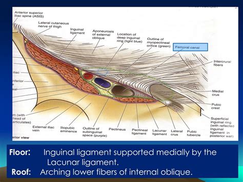 Shelving Edge Of Inguinal Ligament