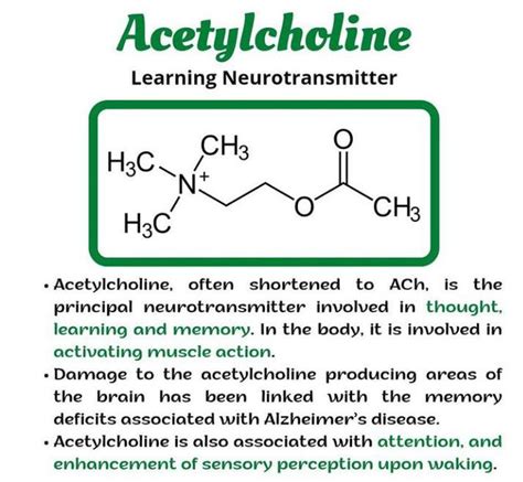 Acetylcholine The Learning Neurotransmitter Medizzy
