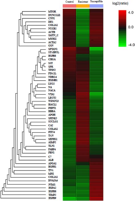 Heat Map And Hierarchical Clustering Depicting The Differentially