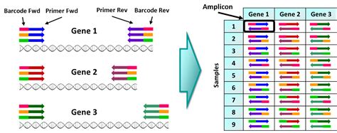 Amplicon Sequencing Solution For Targeted Amplicon Se