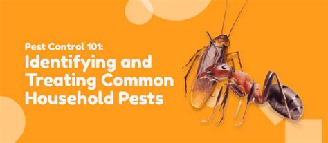 Identifying And Treating Common Household Pests Rest Easy Heat