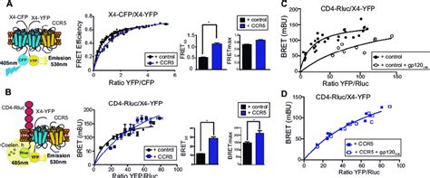 Ccr5 Alters Cxcr4 Homo And Cd4 Cxcr4 Heterodimeric Conformations A