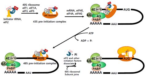 Mrna Translation Diagram