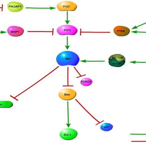 The Pi3k Akt And Cell Cycle Signaling Pathway Model Of Nktcl Mirnas