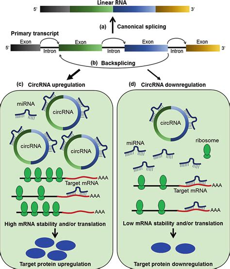 1 Schematic Representation Of Circrna Biogenesis And Their Impact On