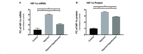Hif 1α Mrna And Protein Expression Levels In Cultured Primary Human