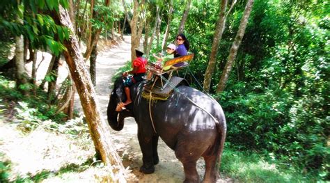 Phuket Elephant Trekking Phuket Vip Van Service And Tours The Best
