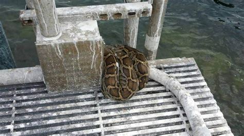 6 foot long python found on offshore platform in florida fox news