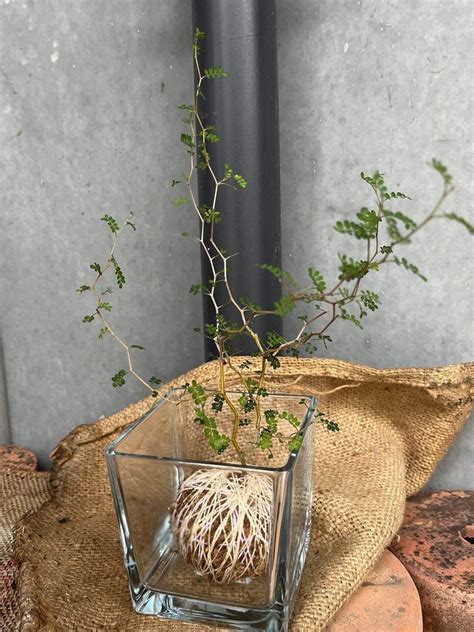 ソフォラで苔玉を作ってみたら 可愛すぎて絶叫してしまった ｜瑜伽 ゆが