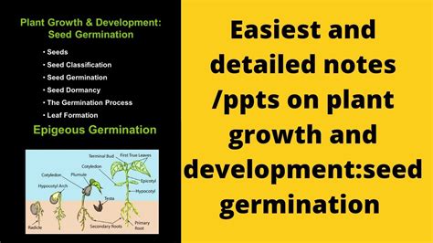 Plant Growth Development And Seed Germination Simple Easy And