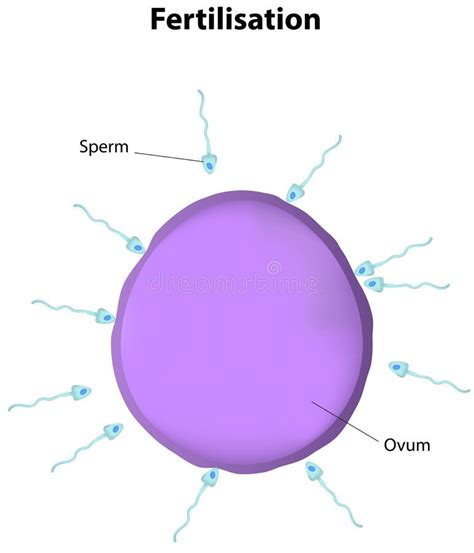 Fertilisation Labeled Stock Illustrations 1 Fertilisation Labeled