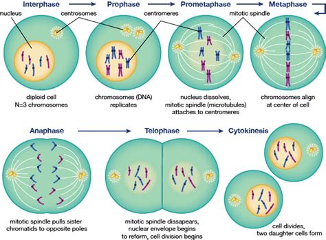 Chapter 9 The Cell Cycle Diagram Quizlet