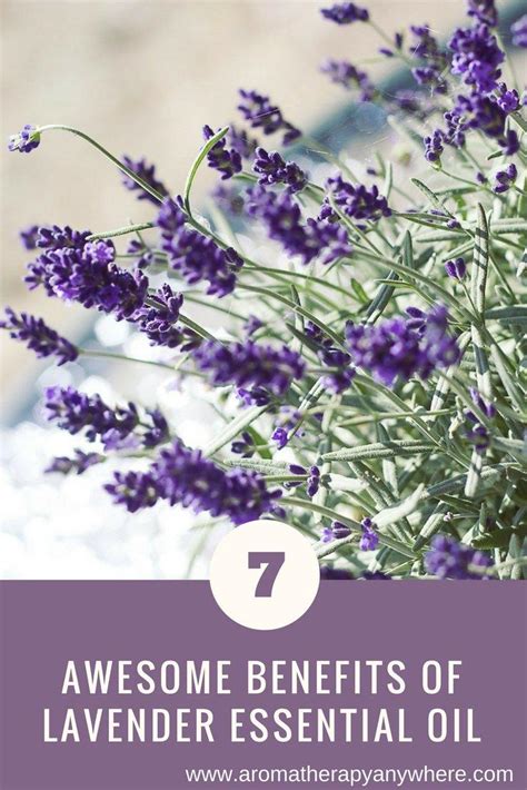 7 Awesome Benefits Of Lavender Essential Oil Aromatherapy Anywhere