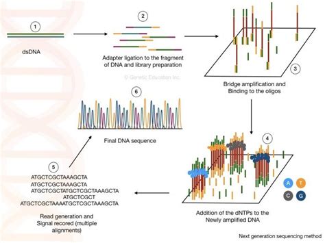 The Entire Method Of Next Generation Sequencing Next Generation