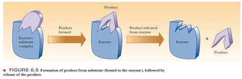 Enzyme Substrate Binding