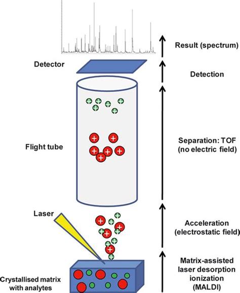 Technical Description Of Maldi Tof Ms The Sample Is Mixed With A