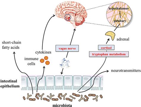 Bidirectional Communications Between Gut Microbiota And Gut Brain Axis