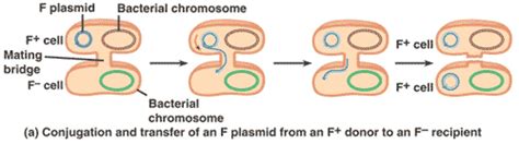 quia 9ap chapter 27 bacteria and archaea detailed