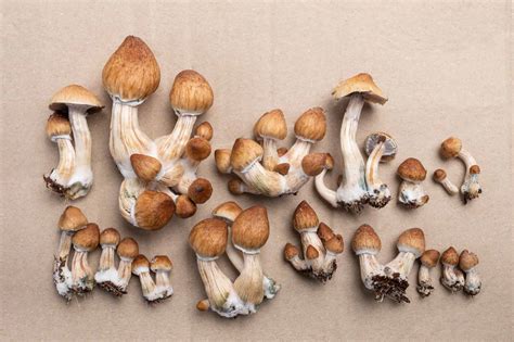 Psilocybin Mushrooms A Beginners Guide The Heart Quarters Denver