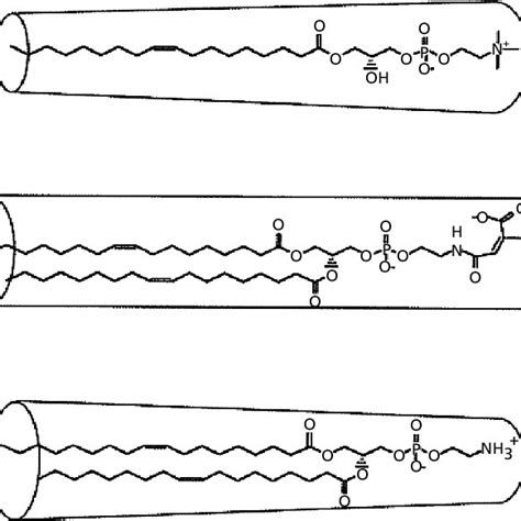 Molecular Shapes Of Lipids Lipids With A Single Acyl Or Alkyl Chain