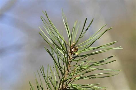 How To Identify Scots Pine