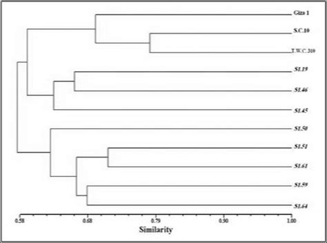 The Ssrs Dendrogram For The Three Testers And Eight Zea Mays Inbred