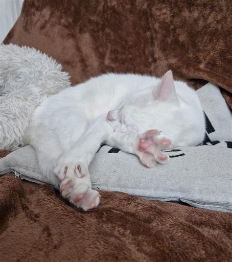Toe Spread Mid Nap R Spreadytoes