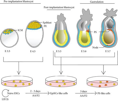 Continuous Exposure To The Hesc Episc Condition Draws The Pscs Towards